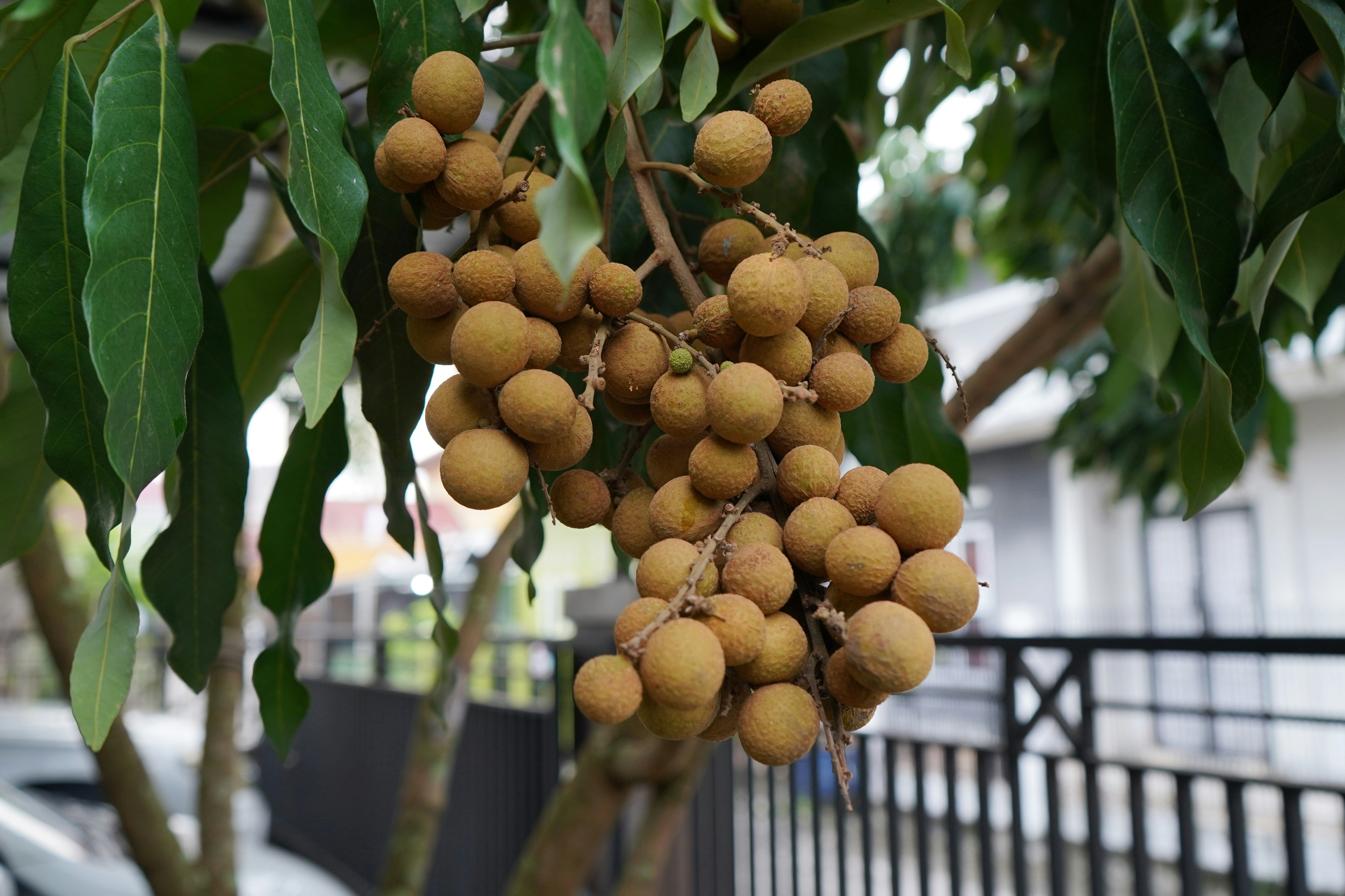 Longan Fruit – MOUNT AGRO