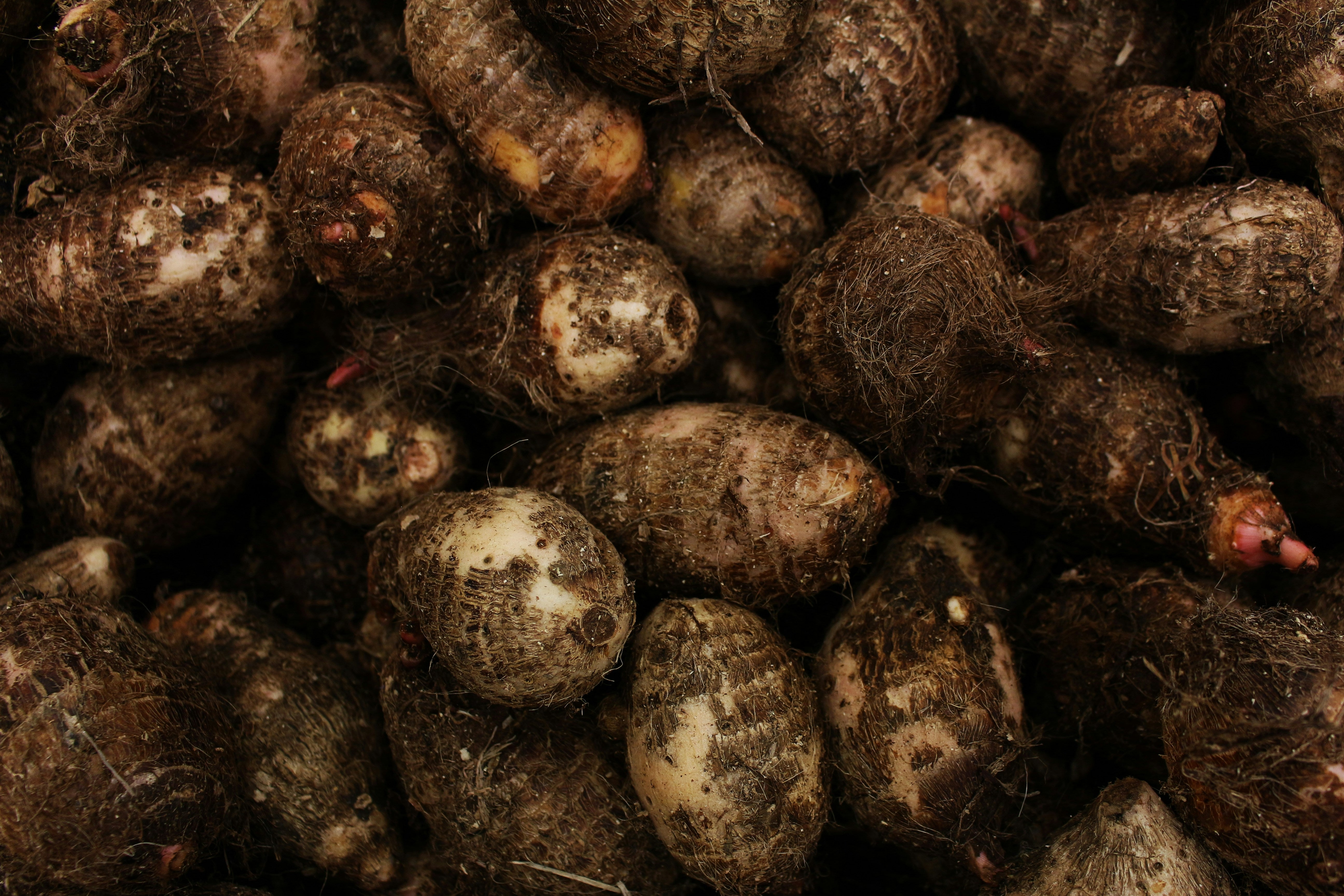 Chamagadda (Taro) – MOUNT AGRO